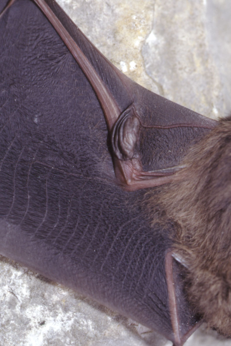 Cooperative male alliances in bats – Carter Lab