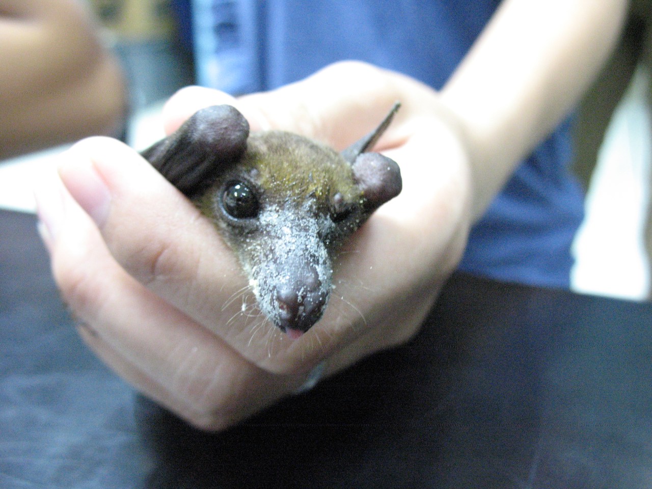 Studying bat pollination in Thailand – Carter Lab