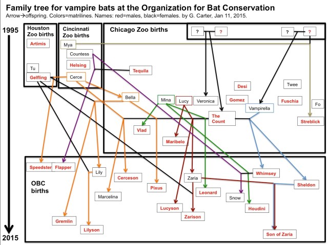 Ancestry chart for the vampire bats at Organization for Bat ...