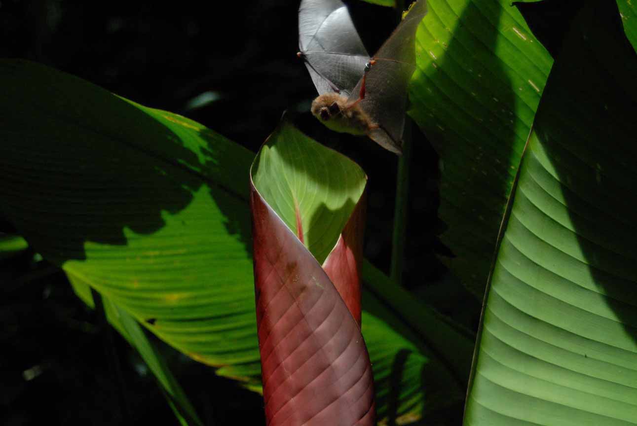 Field notes on weekend trip to Costa Rica (with disc-winged bats ...