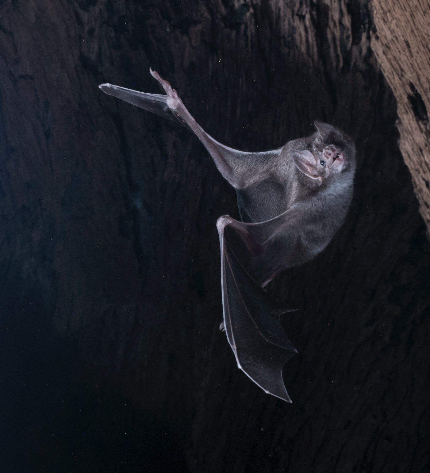 Fieldwork: Lamanai, Belize – Carter Lab